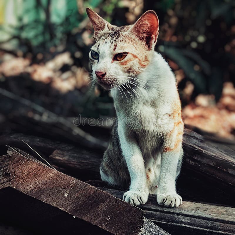 Indian Cat stock photo. Image of indian, colour, dual - 211689332