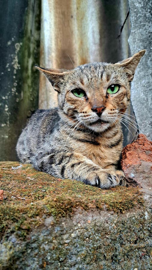 Indian cat stock image. Image of nature, carnivore, tiger - 269548723