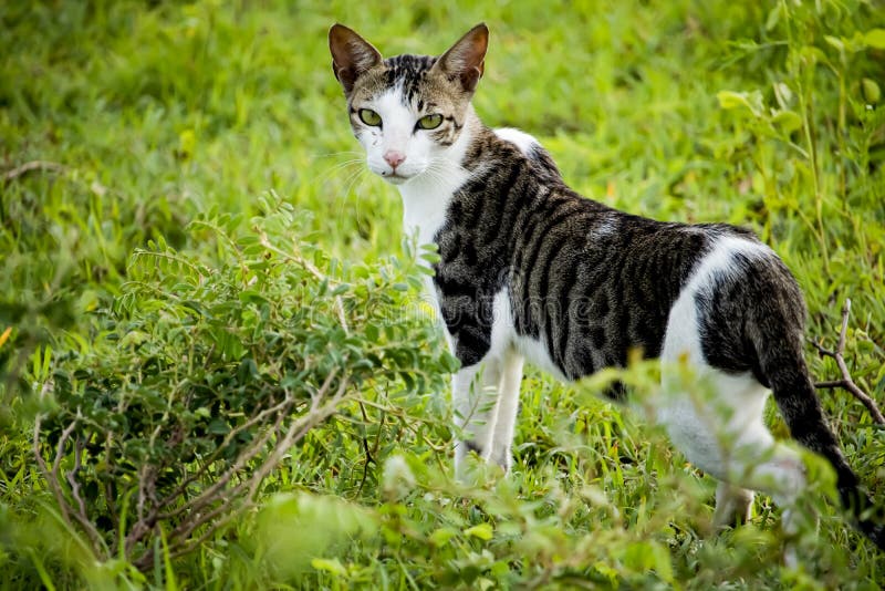 An Indian Cat she is Looking in the Camera Stock Image - Image of view ...