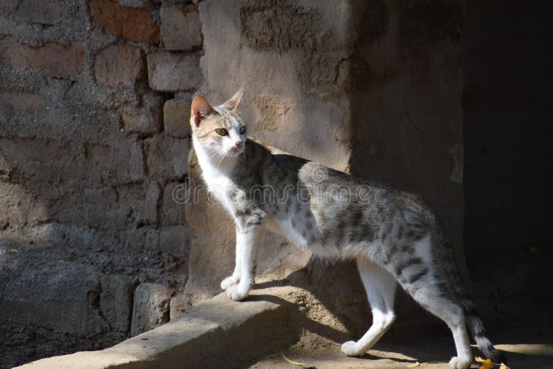 Indian Cat stock photo. Image of greystripcat, blotched - 103053858