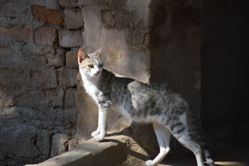 Indian Cat stock photo. Image of greystripedcat, indiancat - 103054074