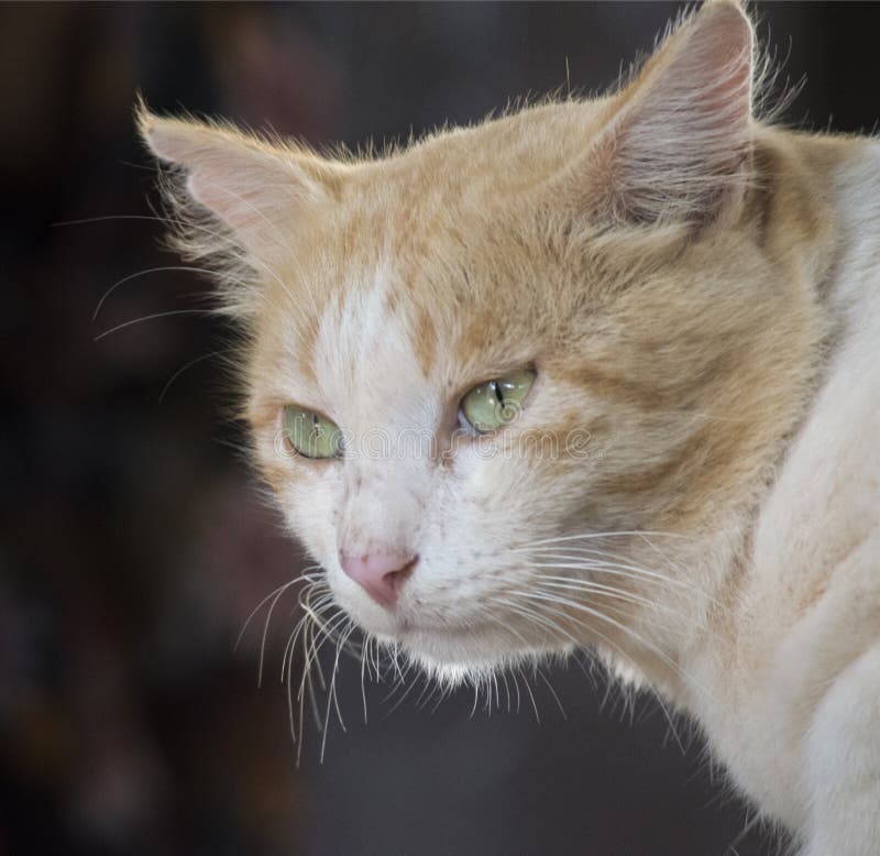 An INDIAN CAT POSE stock image. Image of animals, check - 129349591