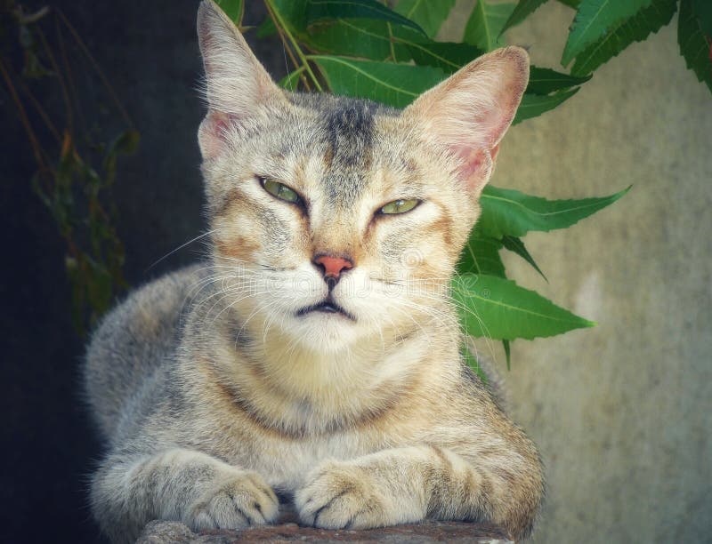 Indian Cat stock photo. Image of nadu, indian, tamil - 129371952