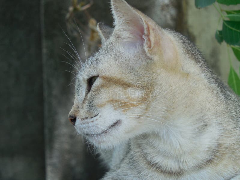 Indian Cat stock photo. Image of indian, wild, tamil - 129372004