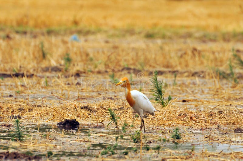 Indian cattle egret stock image. Image of nature, wildlife - 7345943