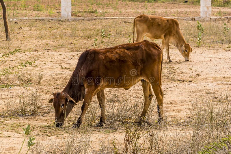 Indian cattle leech stock photo. Image of frequent, annelid - 48761590