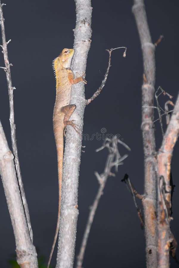 Indian Chameleon or Lizard Looking Forward in Indian Forest in the ...