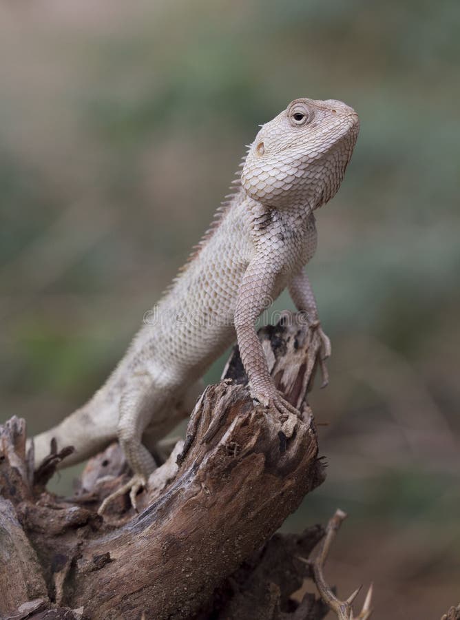 Indian Chameleon stock image. Image of indian, fauna - 103554195