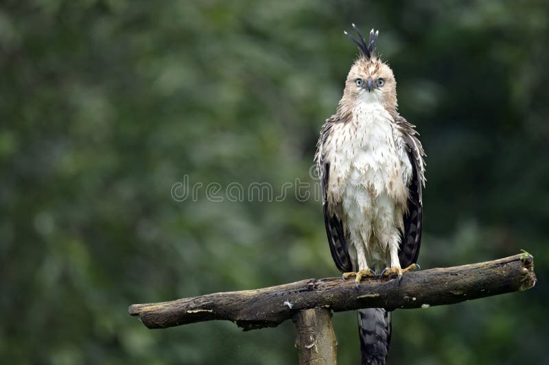 Indian Changeable Crested Hawk Eagle Stock Image - Image of rainy ...