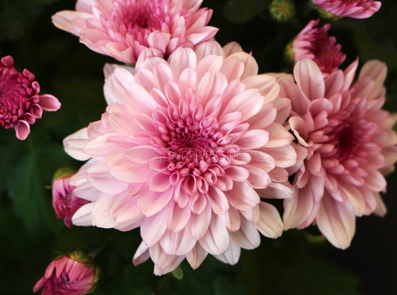 Indian Chrysanthemum Flowers Stock Image - Image of asteraceae, indian ...