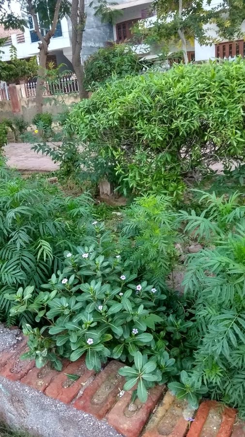 Indian City Public Park Tree Stock Photo - Image of small, beautiful ...