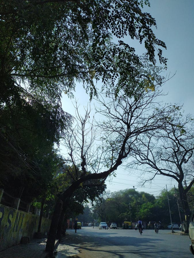 Indian City Road Covered with Big Green Trees Stock Image - Image of ...
