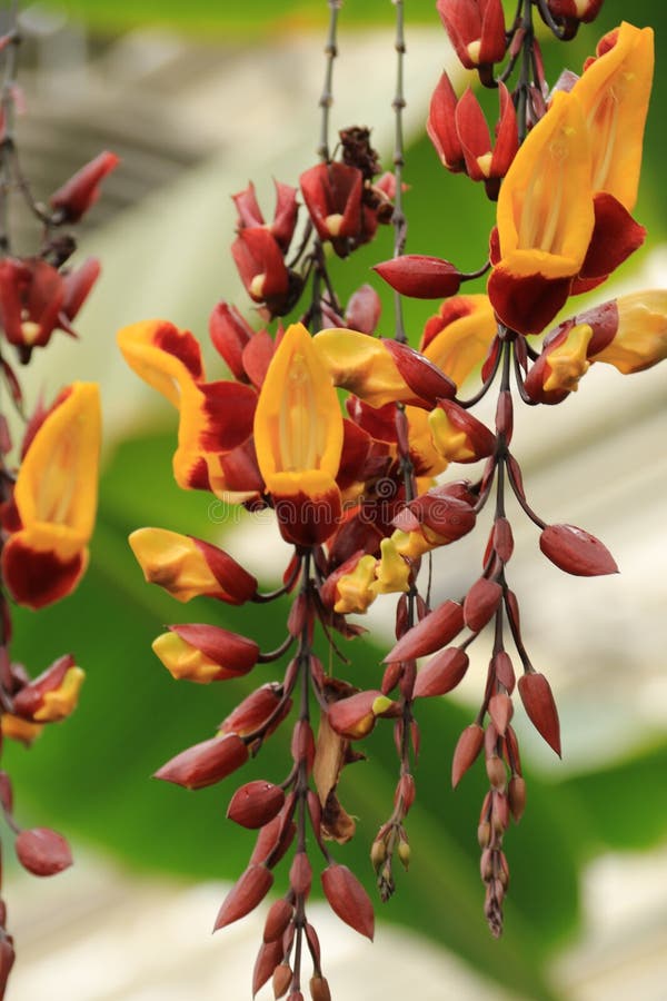 119 Clock Mysore Vine Stock Photos - Free & Royalty-Free Stock Photos ...