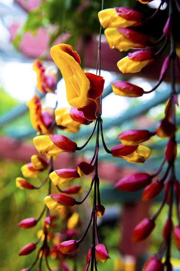 Clock Vine Thunbergia Mysorensis Stock Photo - Image of brown, flower ...