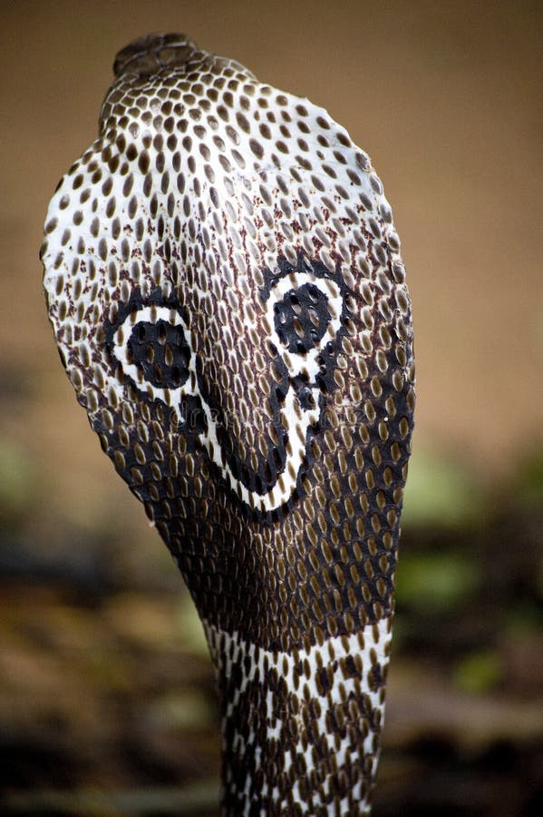 Indian Cobra stock photo. Image of venomous, spectacled - 20569186