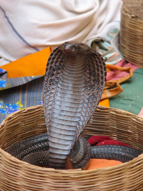 Indian cobra stock photo. Image of poison, caught, tame - 9127252