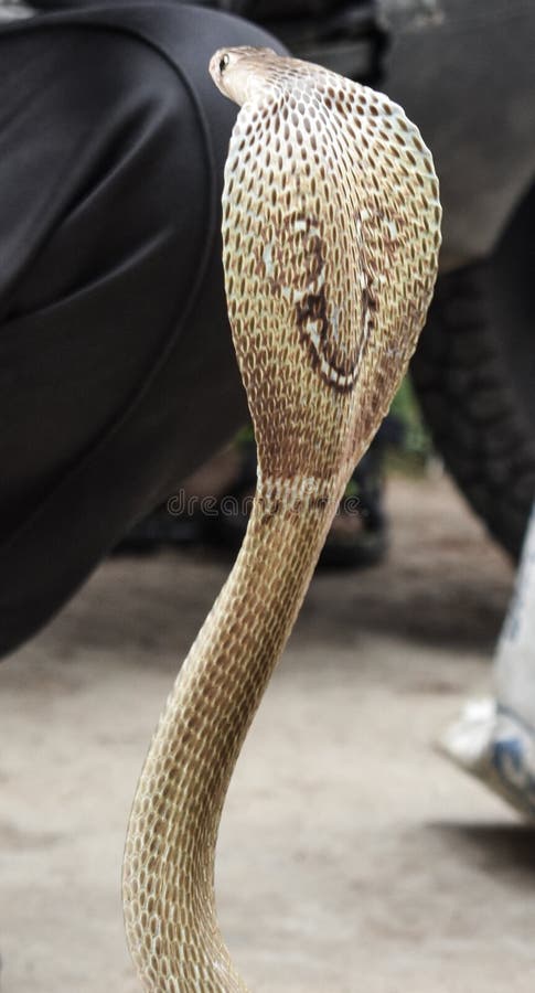 The Indian cobra stock image. Image of iron, brown, wood - 178562761