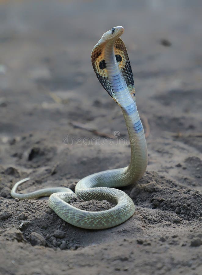 Indian Cobra stock image. Image of dangerous, indian - 212728399