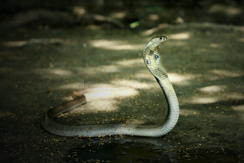 Indian Cobra Venom Snake Wallpaper Stock Image - Image of attaching ...