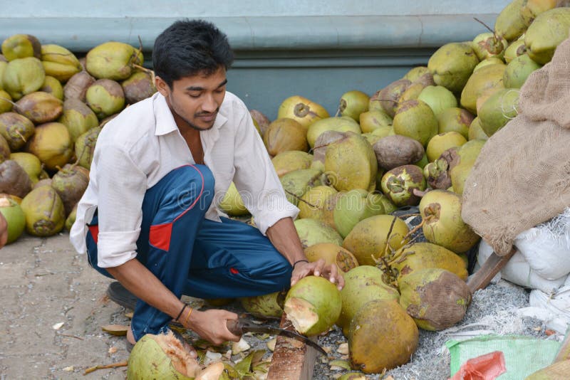 Indian coconut editorial stock photo. Image of coconut - 80761238