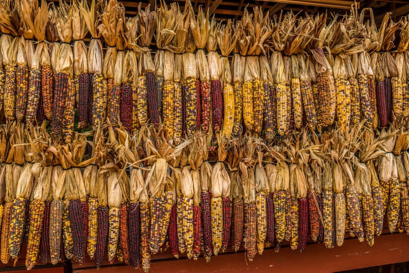 Indian Colored Corn Hanging on Display Stock Image - Image of crops ...