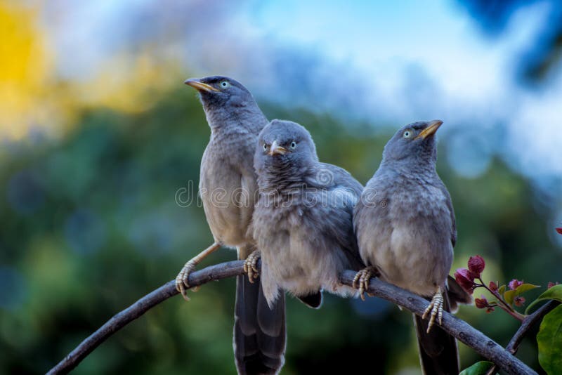 Indian Common bird stock image. Image of indian, group - 121023163