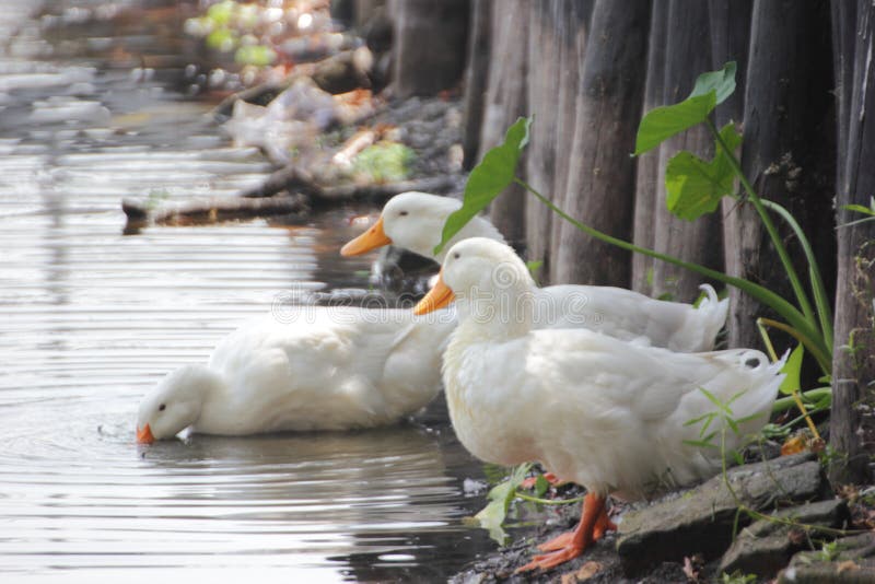 Indian common geese stock photo. Image of canadian, geese - 83966036