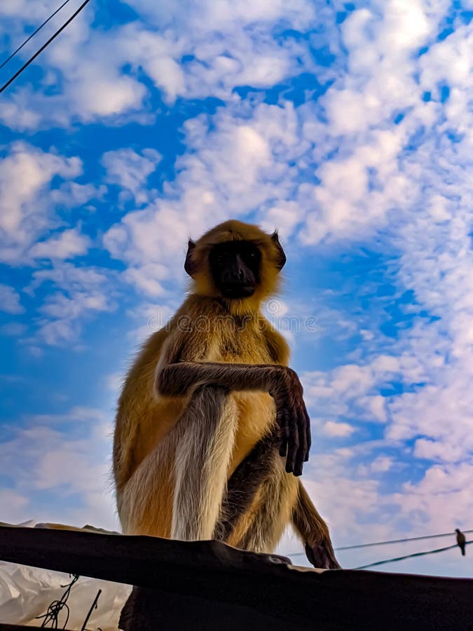 Indian Common Gray Langur or Hanuman Langur Monkey in Indian Village ...