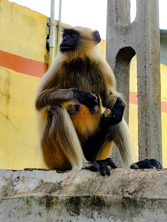 Indian Common Gray Langur or Hanuman Langur Monkey in Indian Village ...