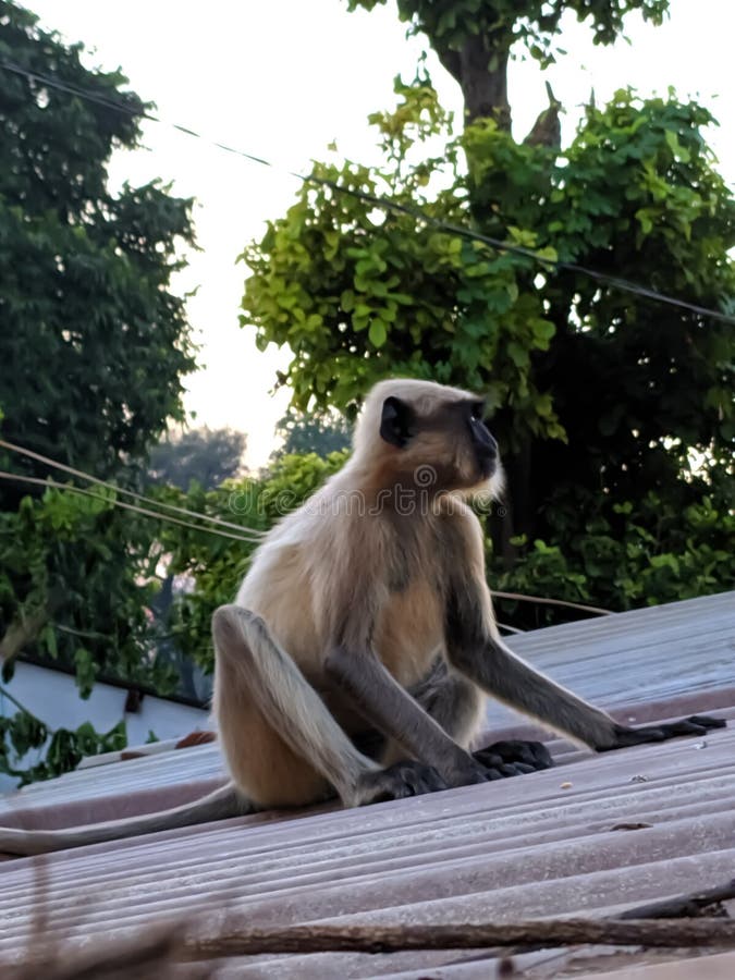 Indian Common Gray Langur or Hanuman Langur Monkey in Indian Village ...