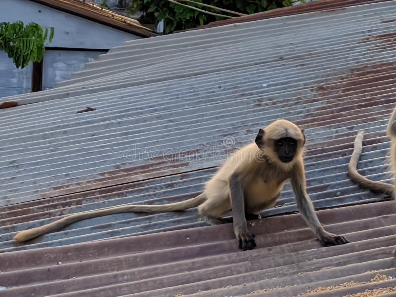 Indian Common Gray Langur or Hanuman Langur Monkey in Indian Village ...