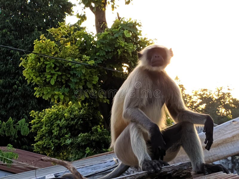 Indian Common Gray Langur or Hanuman Langur Monkey in Indian Village ...