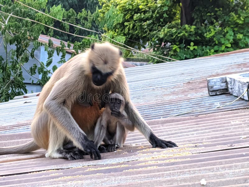 Indian Common Gray Langur or Hanuman Langur Monkey in Indian Village ...