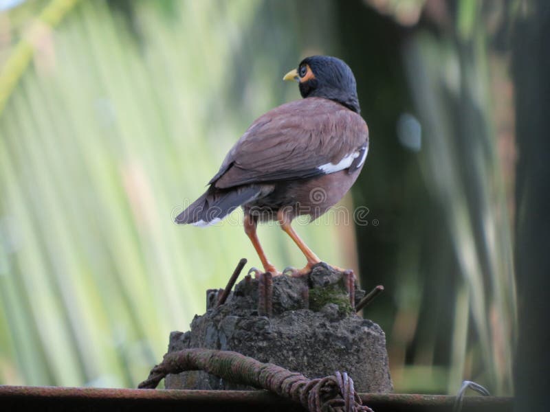 Indian common myna bird stock photo. Image of indian - 270620210