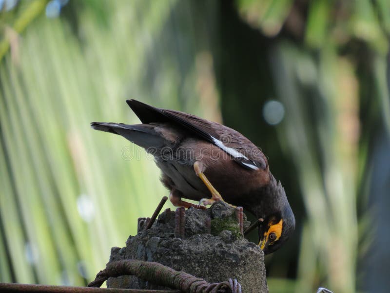 Indian common myna bird stock photo. Image of common - 270620232