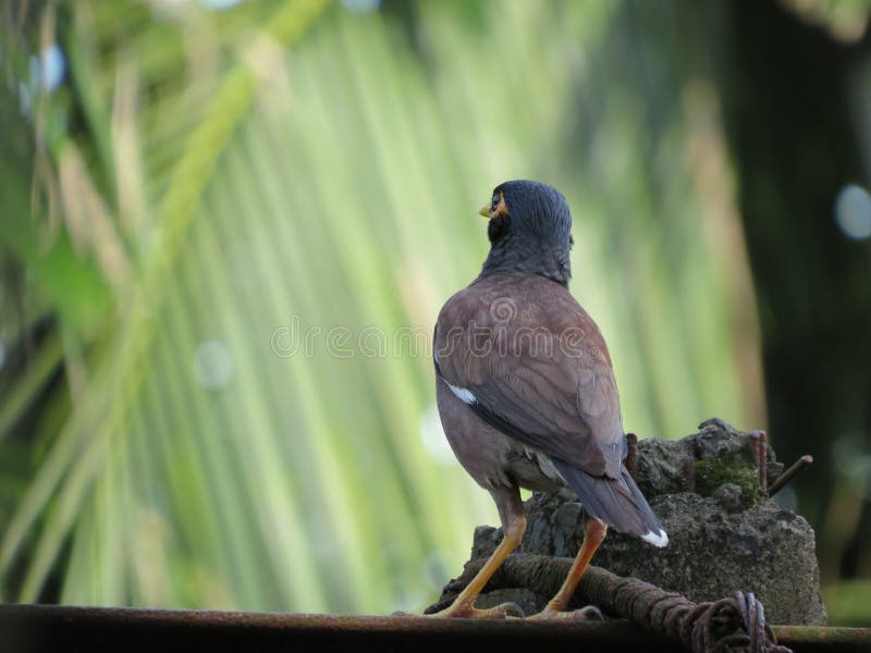 Indian common myna bird stock image. Image of bird, indian - 270620247