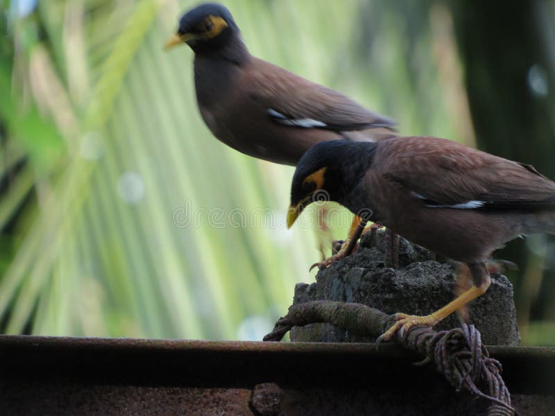 Indian common myna bird stock image. Image of bird, indian - 270620261