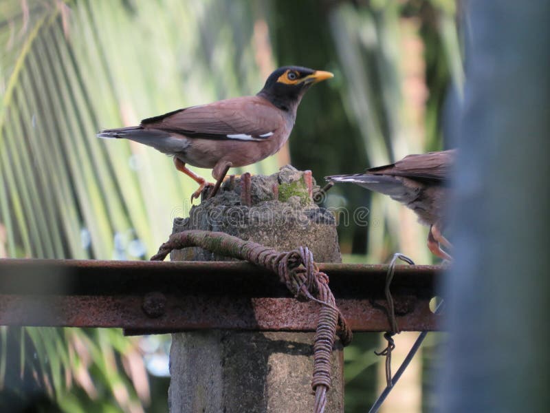 Indian common myna bird stock image. Image of common - 270620277