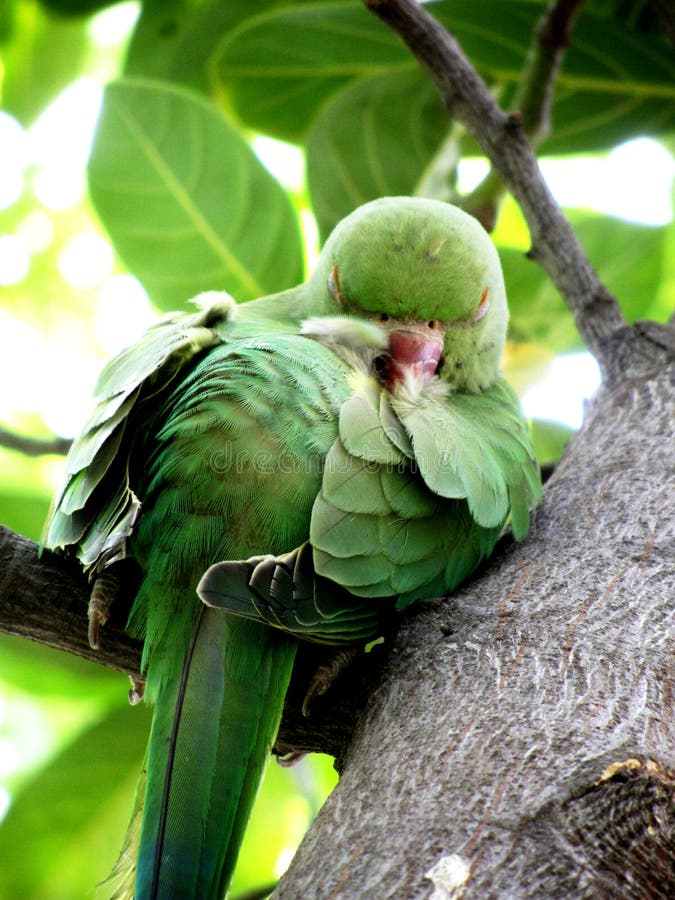 Indian Common Parakeet, Sleeping in the Tree Stock Photo - Image of ...