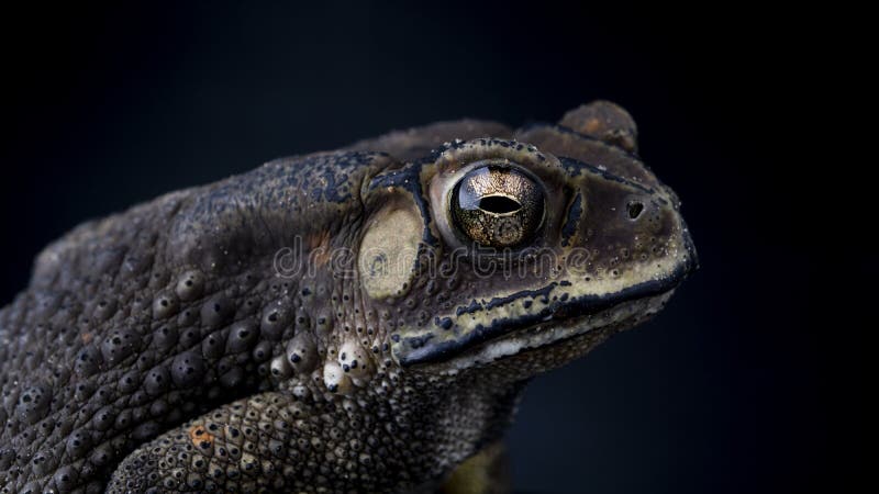Indian Common Toad Close Up Showing Colourful Eyes and Bumpy Skin Stock ...
