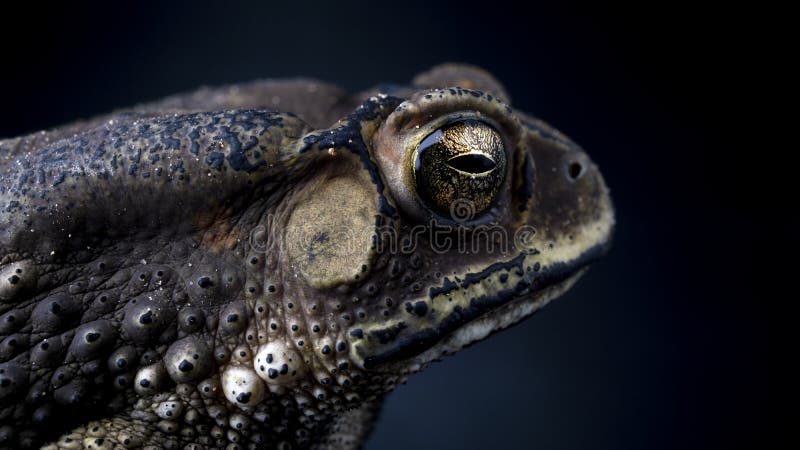 Bumpy Toad Close-up stock photo. Image of large, anura - 20515460