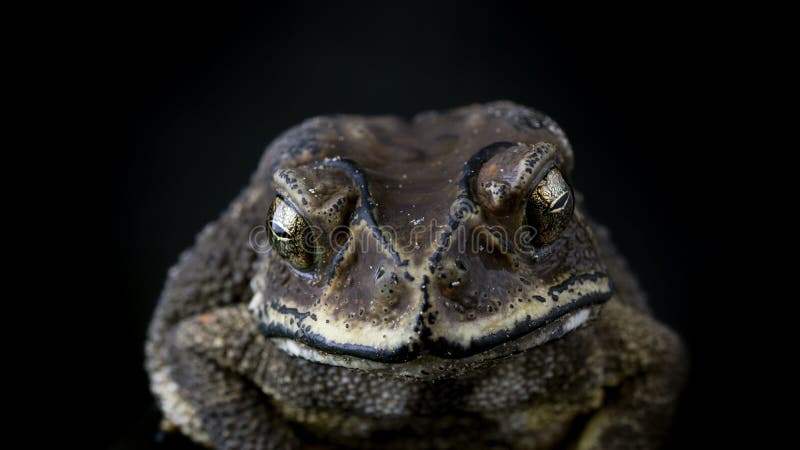 Indian Common Toad Close Up Showing Colourful Eyes and Bumpy Skin Stock ...