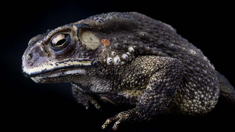 Indian Common Toad Close Up Showing Colourful Eyes and Bumpy Skin Stock ...