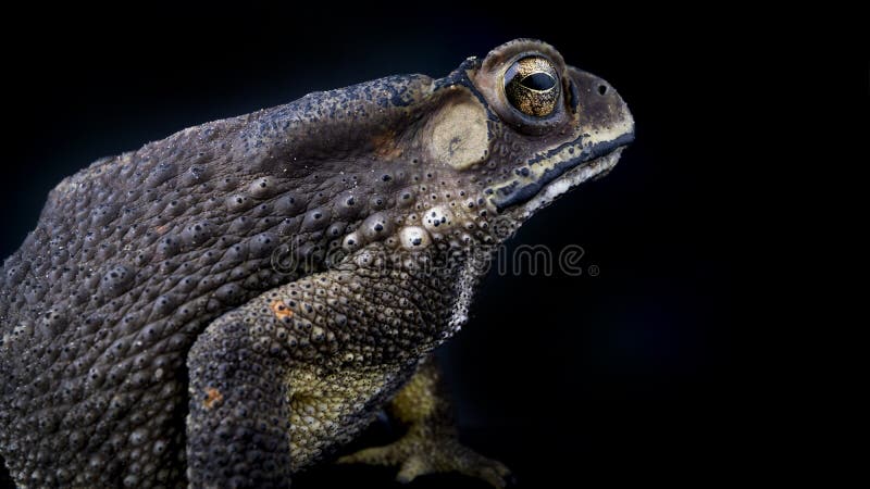 Indian Common Toad Close Up Showing Colourful Eyes and Bumpy Skin Stock ...