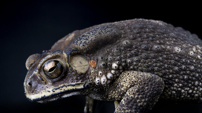 Bumpy Toad Close-up stock photo. Image of large, anura - 20515460