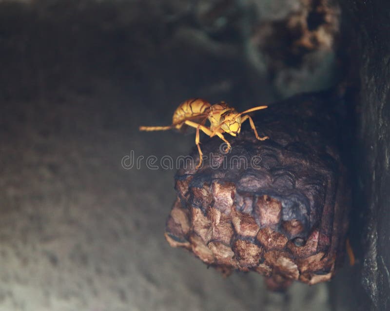 Indian Common Wasp Nest with Wasps Sitting on it Stock Image - Image of ...