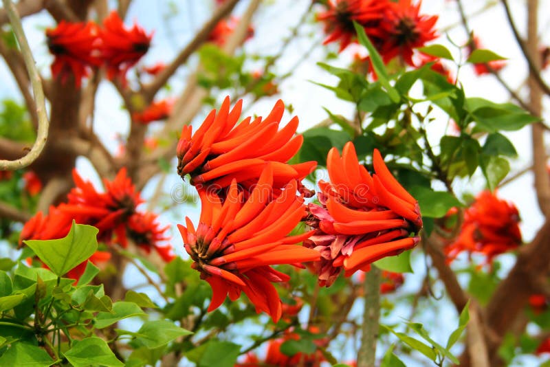 Indian Coral Tree, or Erythrina Variegata Flowers on a Tree Stock Photo ...