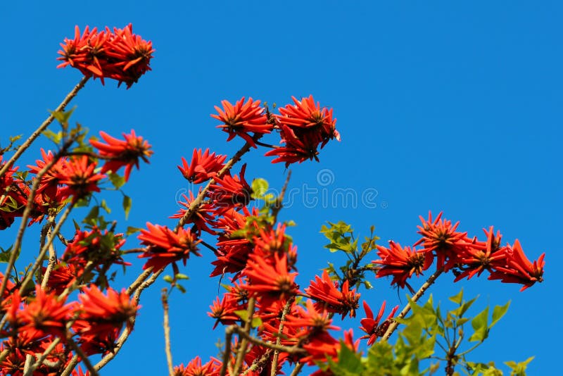 Indian Coral Tree, or Erythrina Variegata Flowers on a Tree Stock Photo ...