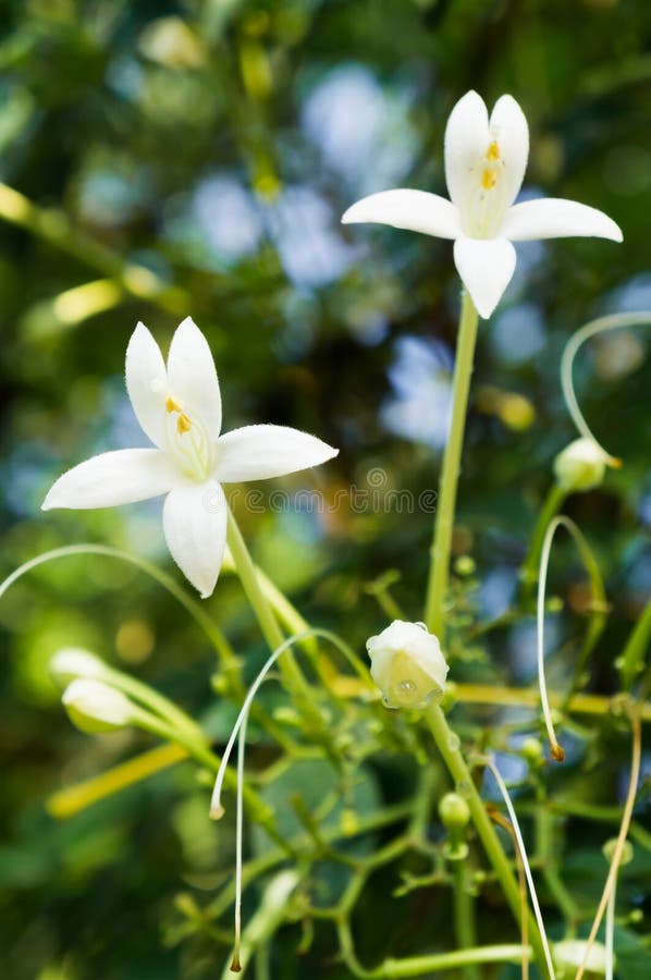 Indian Cork or Millingtonia Hortensis Flowers and Bud and Leaves Stock ...