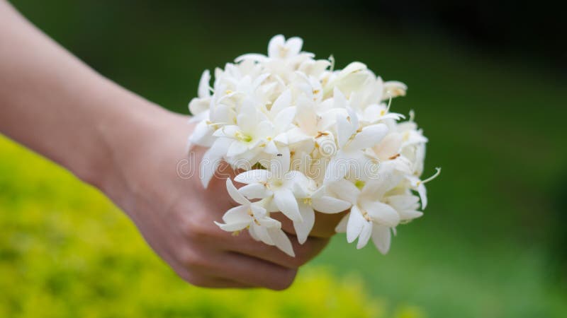 Indian Cork Tree flower stock image. Image of millingtonia - 60903509
